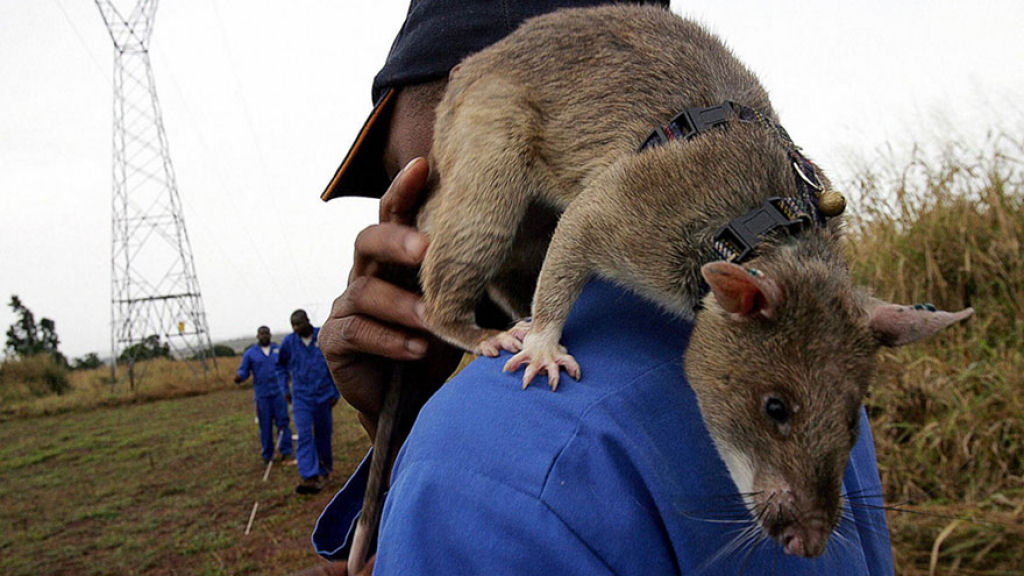 Ratazanas Est o Salvando Um Monte De Vidas Da Maneira Mais